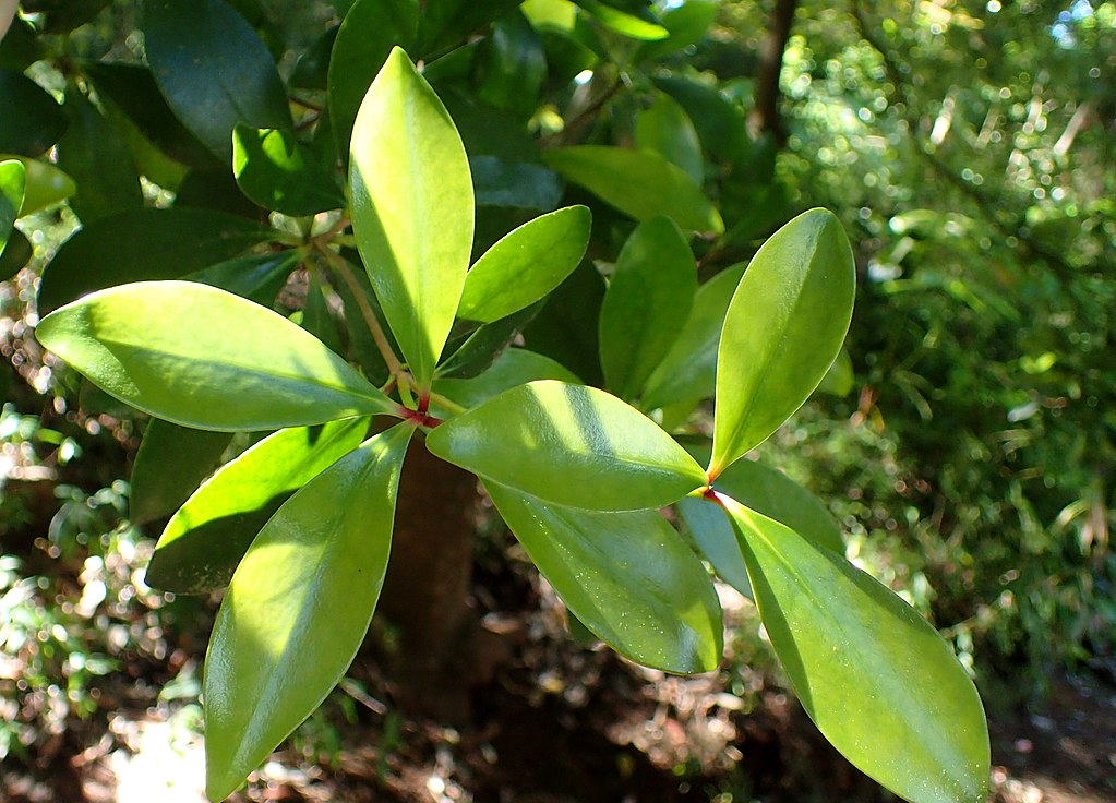 7 Texas Evergreen Shrubs Perfect for Your North Texas Landscape