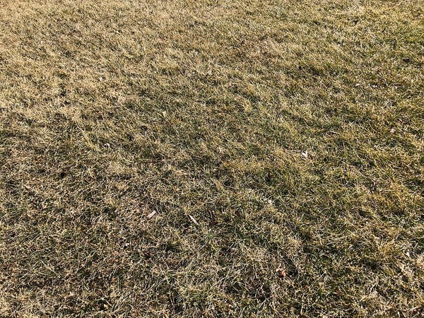 All About Winter Lawn Dormancy in North Texas