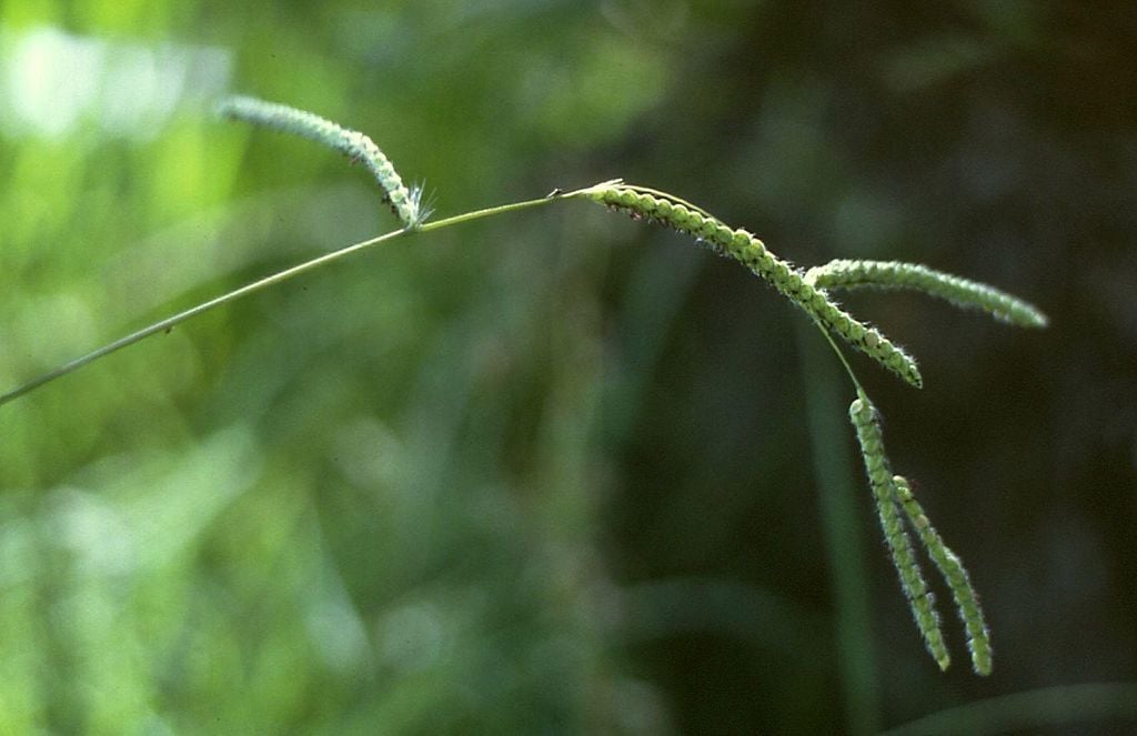 Dallisgrass vs. Crabgrass: Tips to Weed Identification & Control