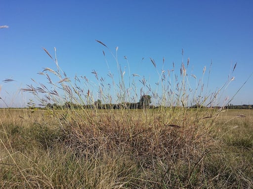 Weird & Strange Grass: 6 Common Grassy Weeds in North TX (& What to Do)