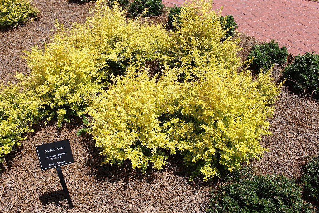 7 Texas Evergreen Shrubs Perfect for Your North Texas Landscape