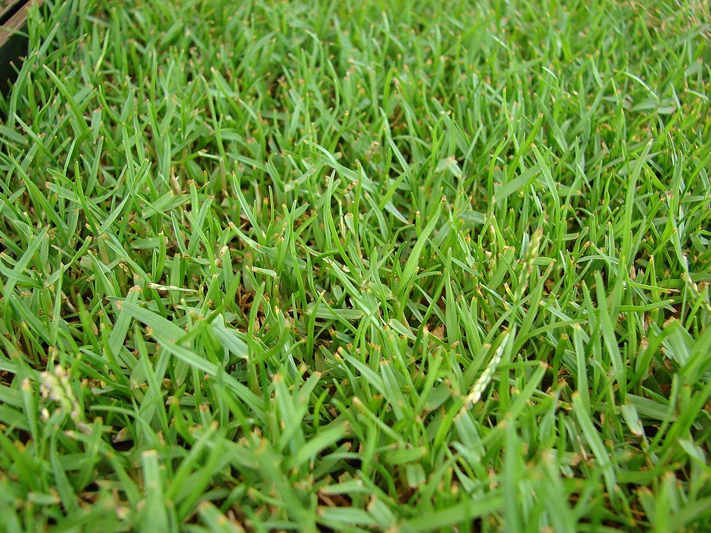 The Ultimate Guide to Zoysia Grass in Texas: Is It the Right Choice for ...