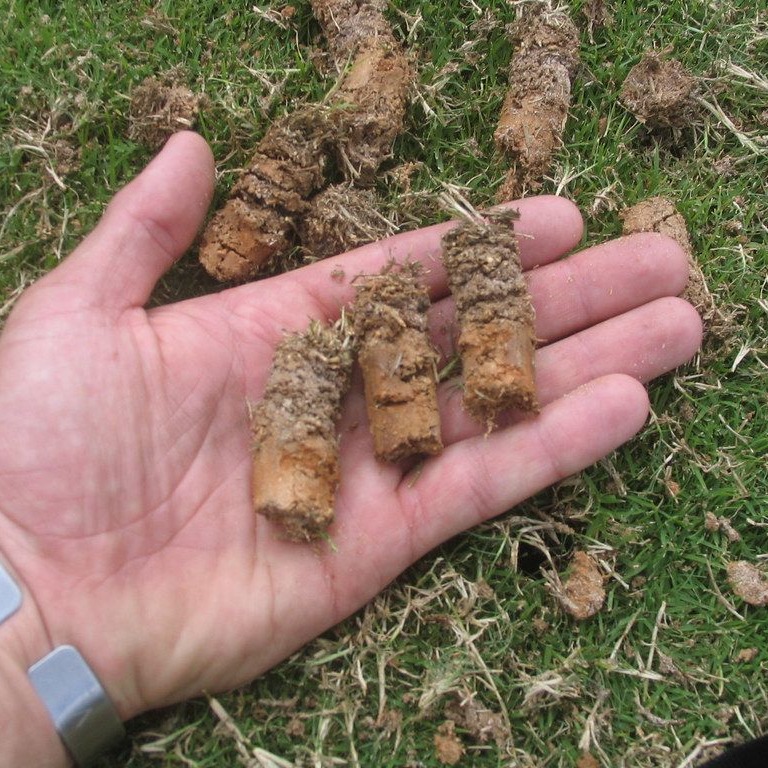 How to Make Grass Roots Grow Deeper and Why it Matters