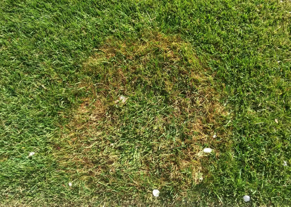 How to Identify and Treat Summer Patch Lawn Disease