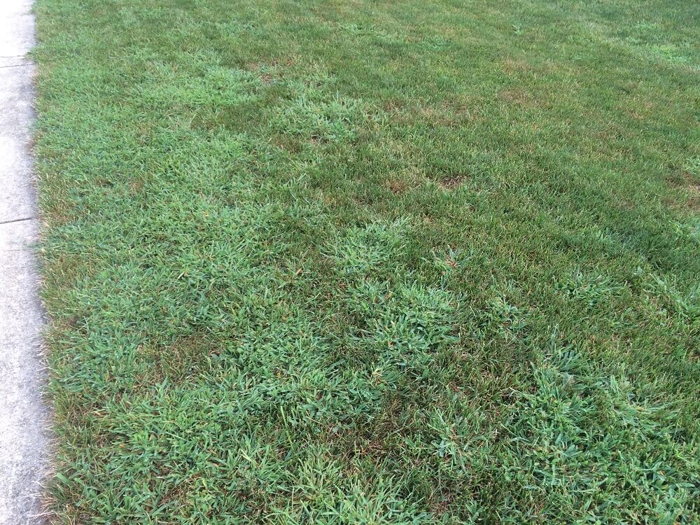Dallisgrass vs. Crabgrass: Tips to Weed Identification & Control