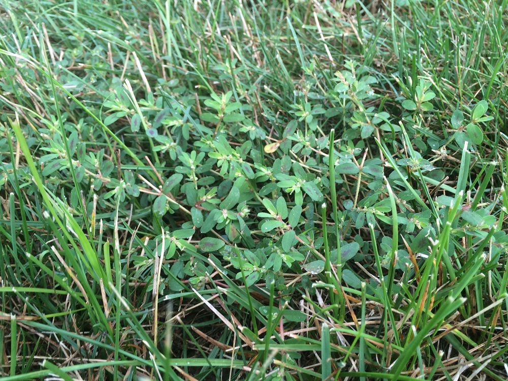 The 8 Most Notorious Lawn Weeds in North Texas & How to Get Rid of Them