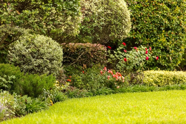 7 Texas Evergreen Shrubs Perfect for Your North Texas Landscape