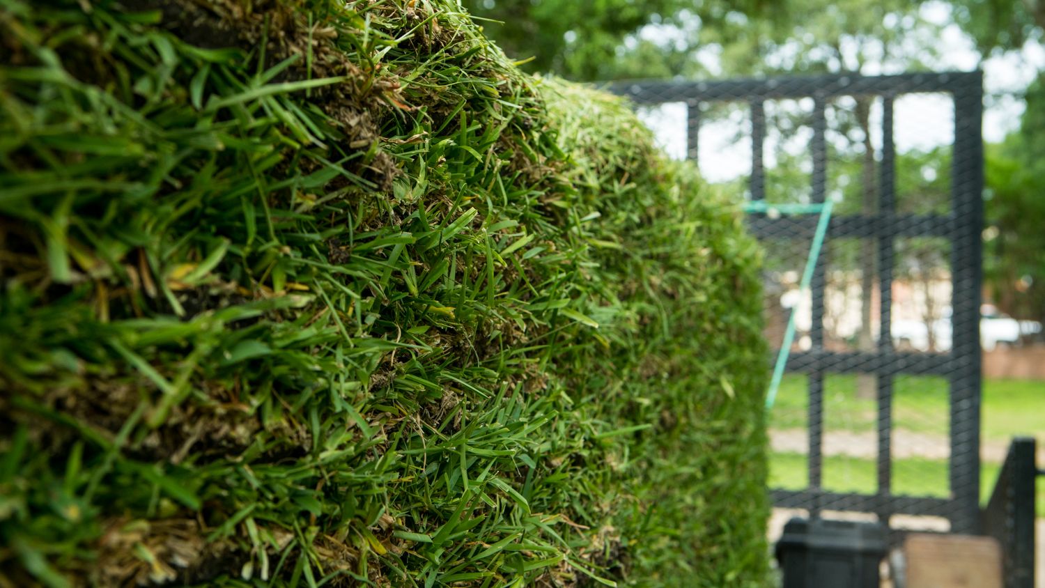 New Sod Care Guide: When to Water, Mow, & Fertilize New Sod in North Texas