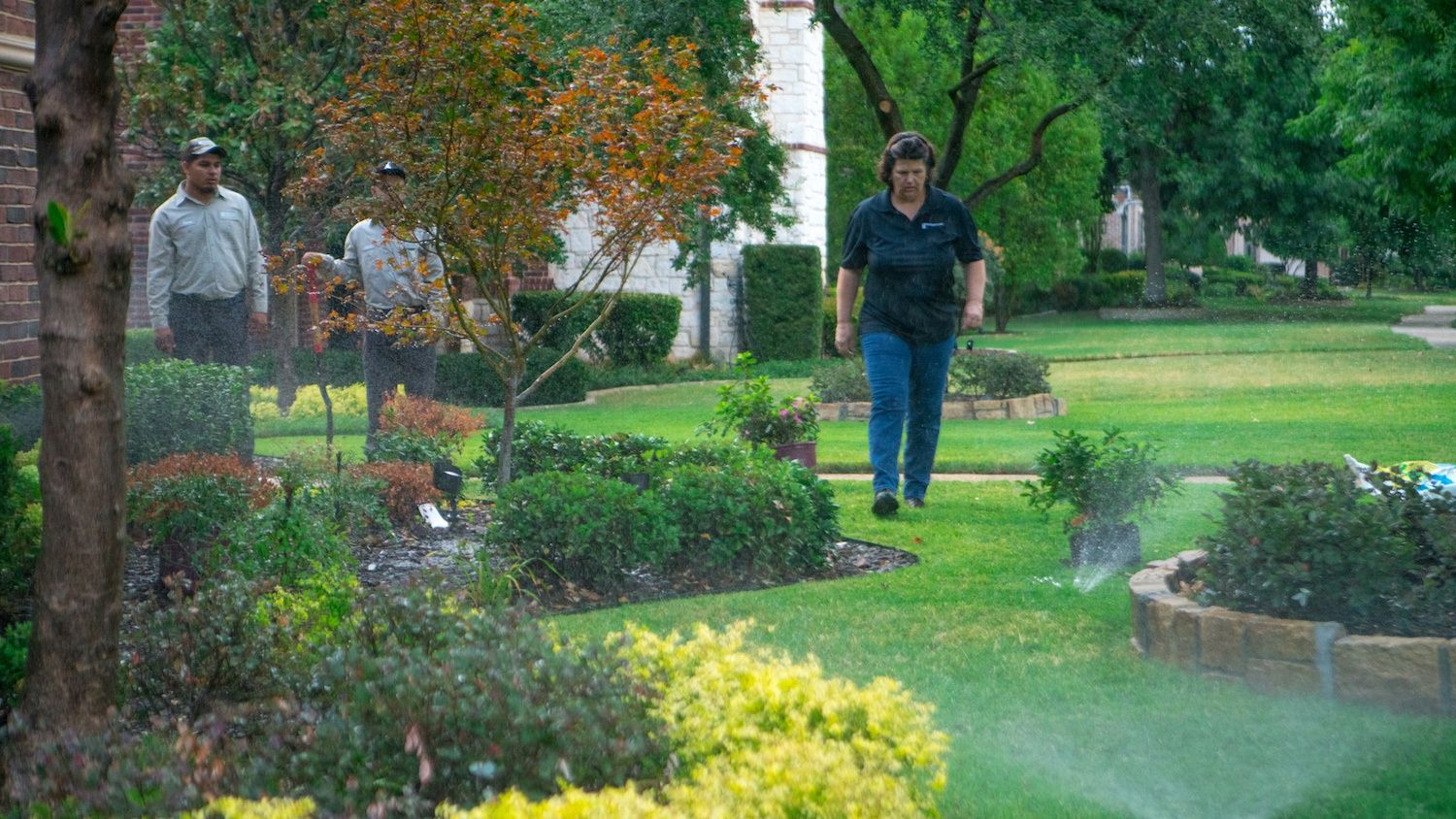 Why Does My Grass Pull Up Easily? 4 Reasons Your Grass is Coming Up in ...