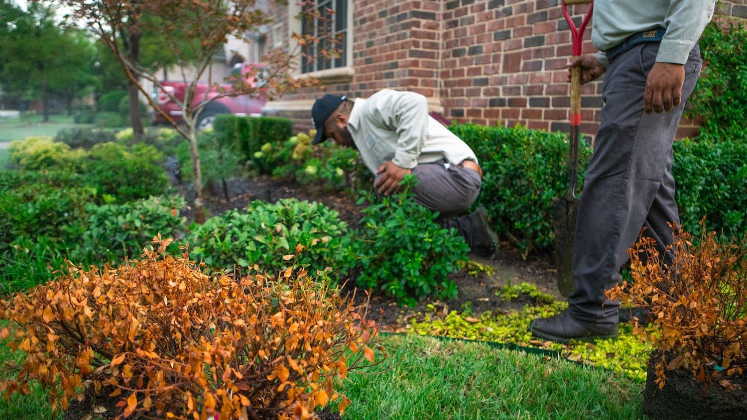 What is the Cost of Shrub Removal and Replacement in North Texas?