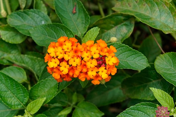 6 Native Plants for Rock Gardens in North Texas