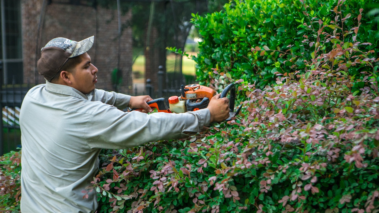 4 Winter Shrub Pruning Tips for North Texas Homeowners