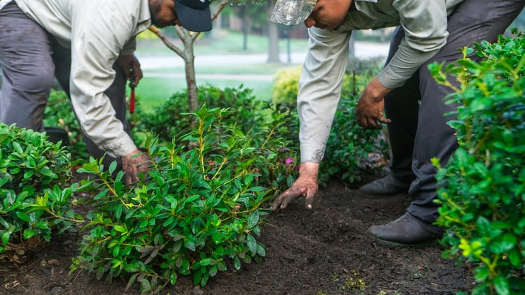 6 Benefits of Mulching in Texas