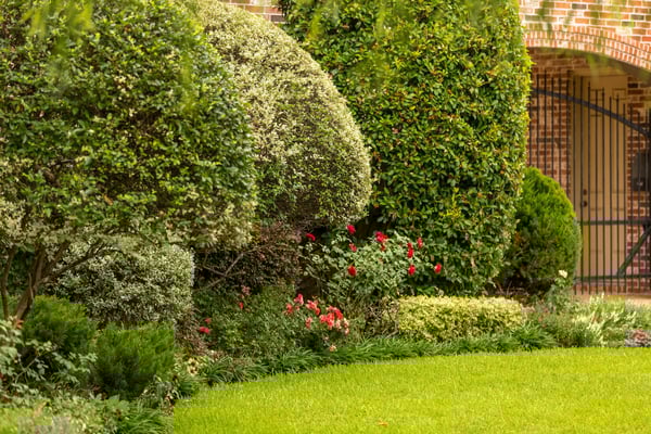 7 Texas Evergreen Shrubs Perfect for Your North Texas Landscape