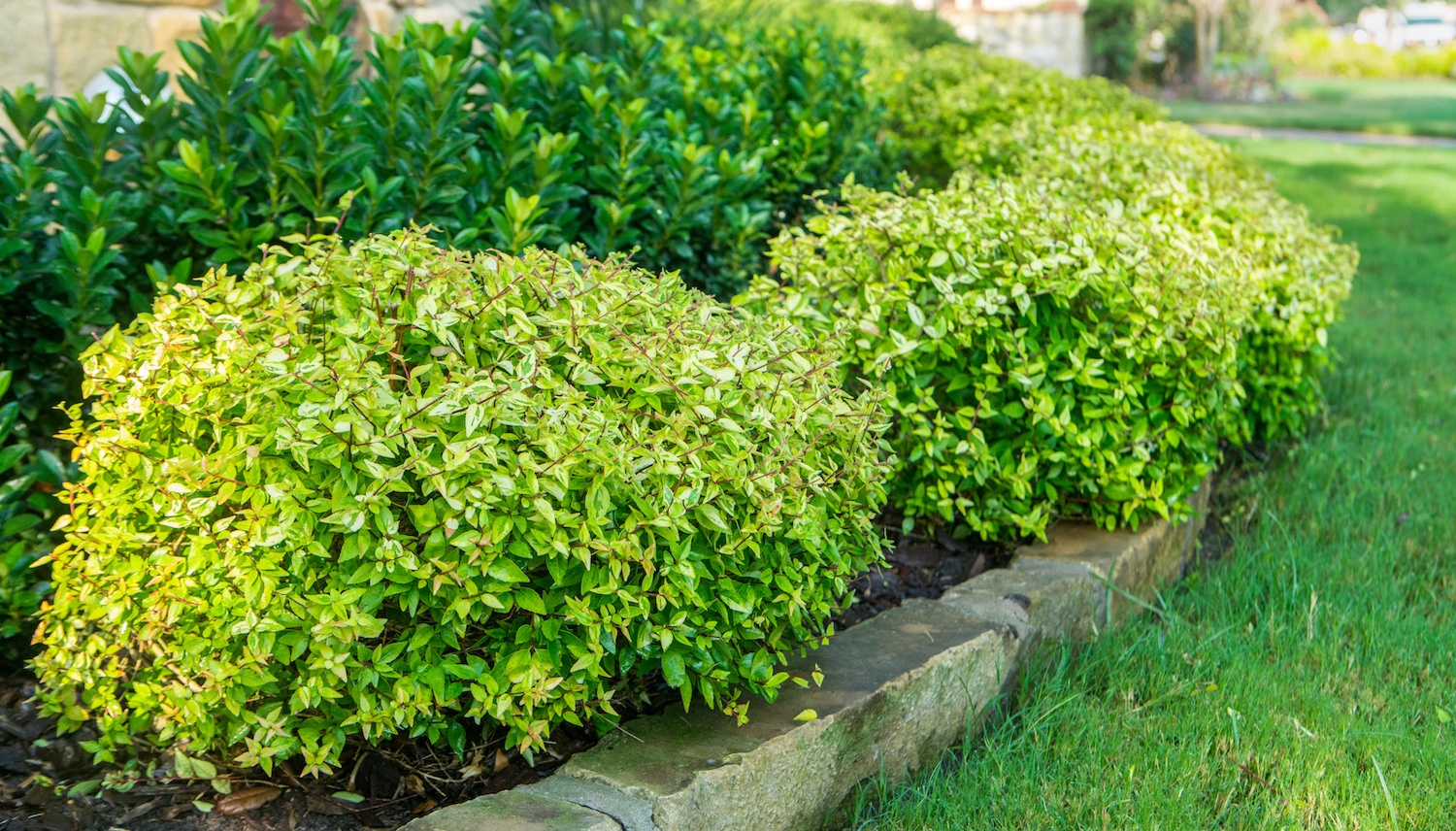 How to Remove Old Shrubs and Replace Them With Something New