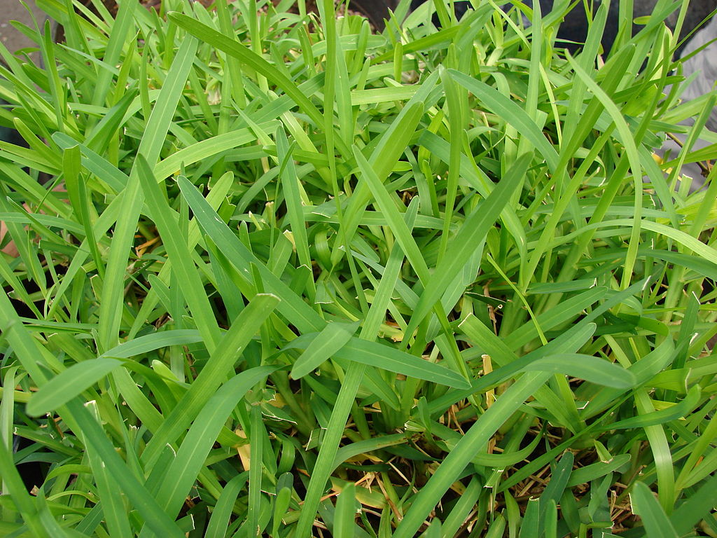 The Ultimate Guide to Zoysia Grass in Texas: Is It the Right Choice for ...